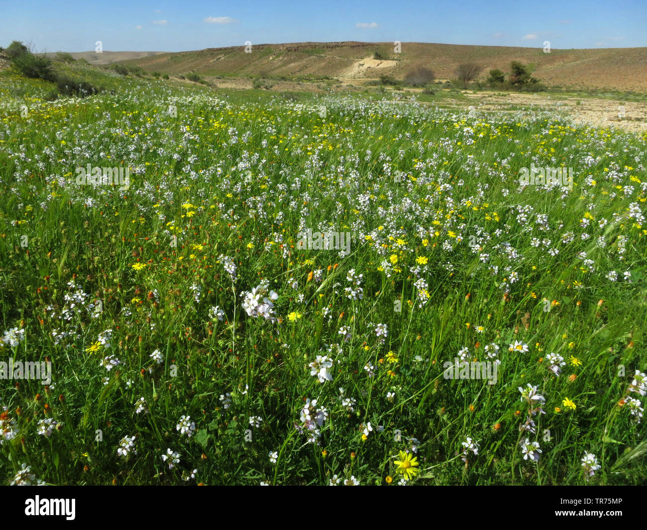 Flowers desert middle east hi-res stock photography and images - Alamy