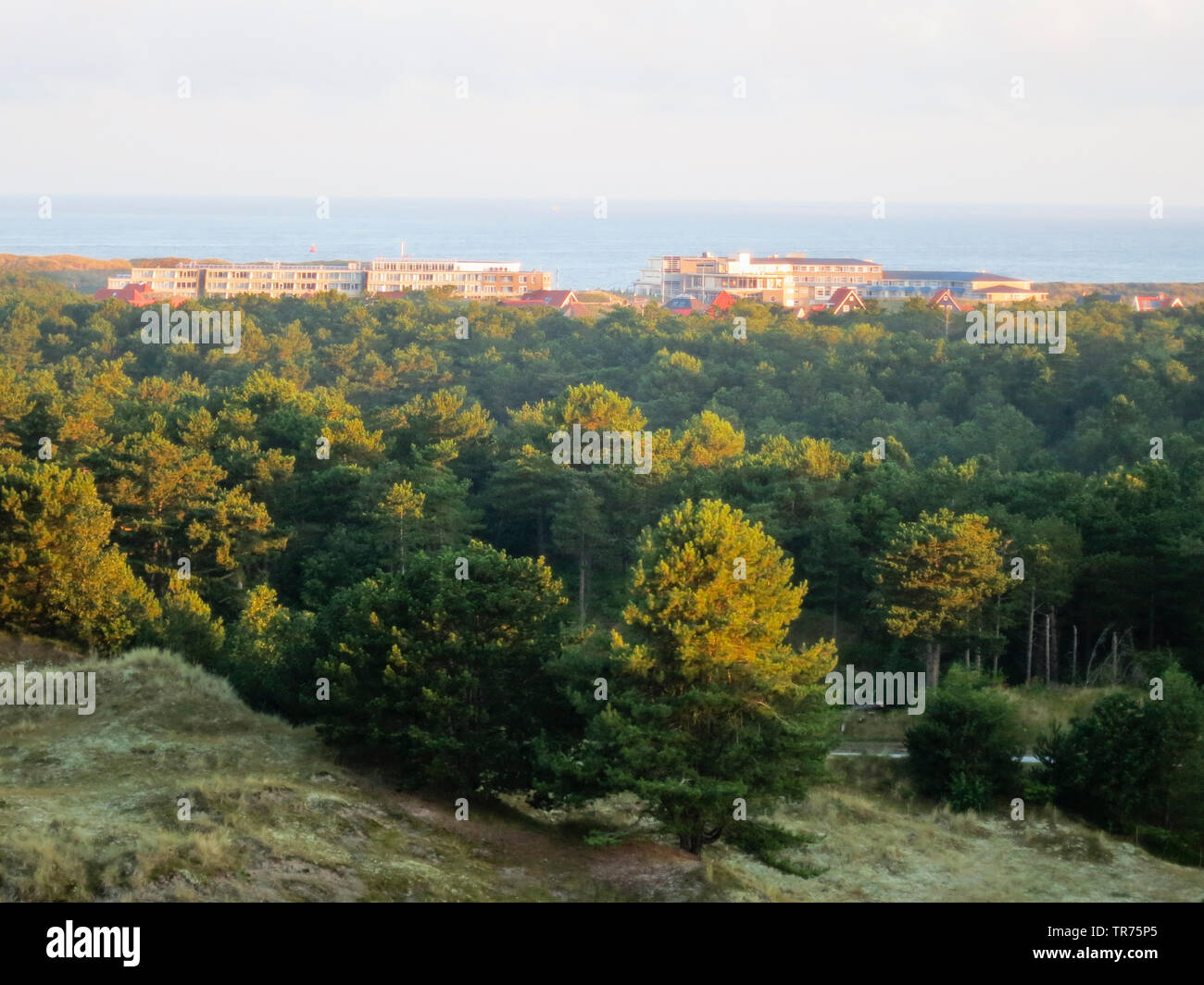 dune forest with hotel, Netherlands, Frisia, Vlieland Stock Photo - Alamy