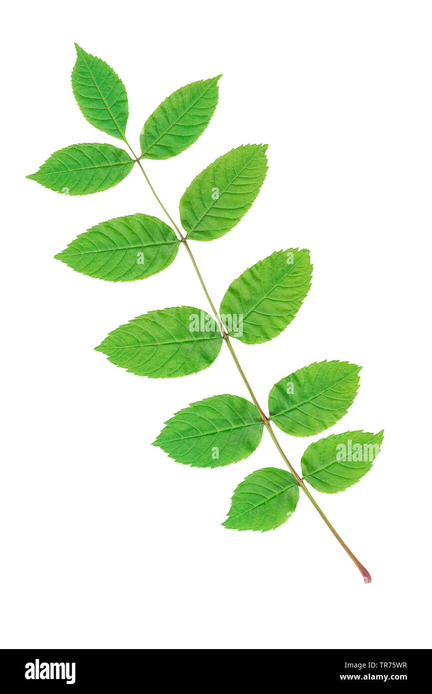 common ash, European ash (Fraxinus excelsior), leaf, cutout, Germany ...