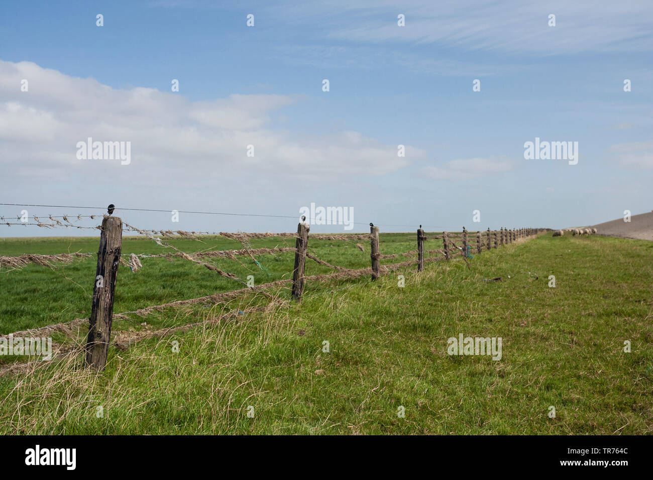 Fence with energizer and barbed wire, Netherlands, Frisia, Westhoek ...