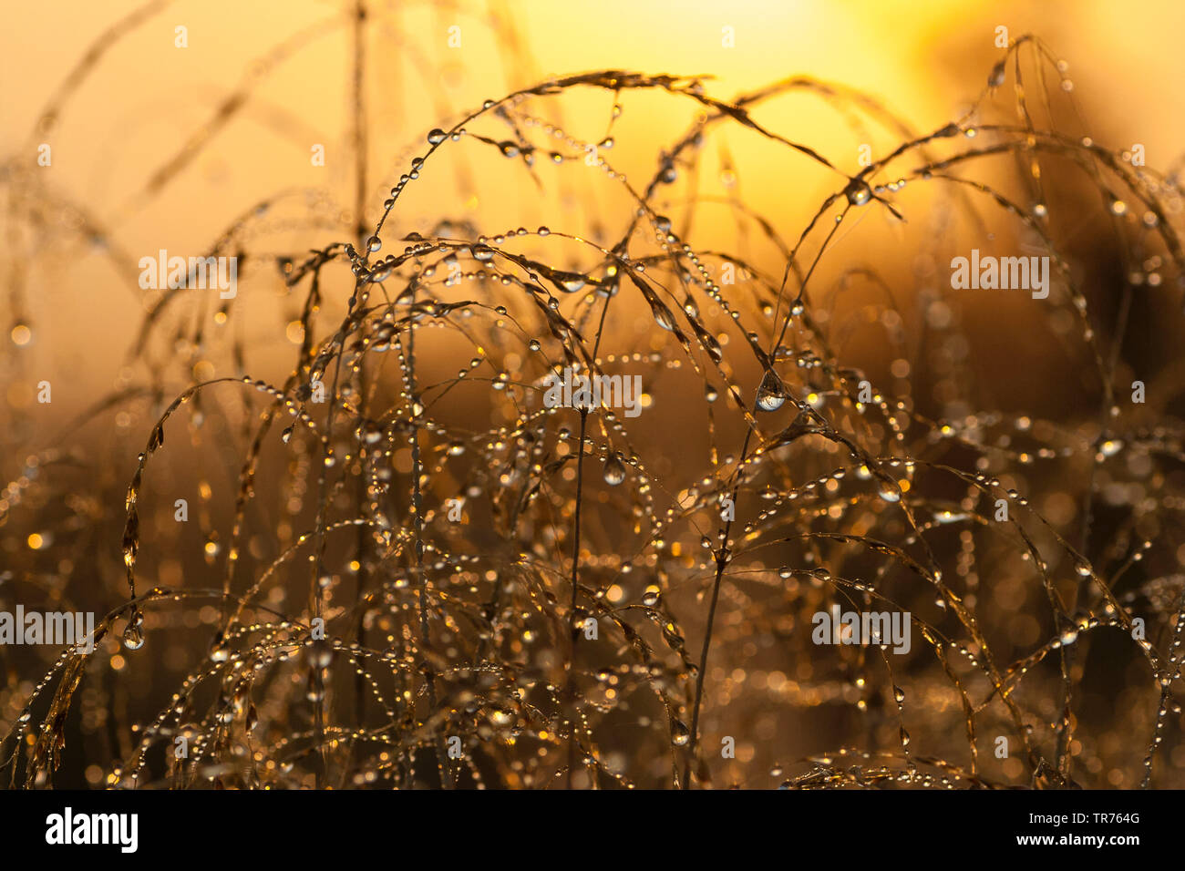 Plant covered with dew hi-res stock photography and images - Alamy