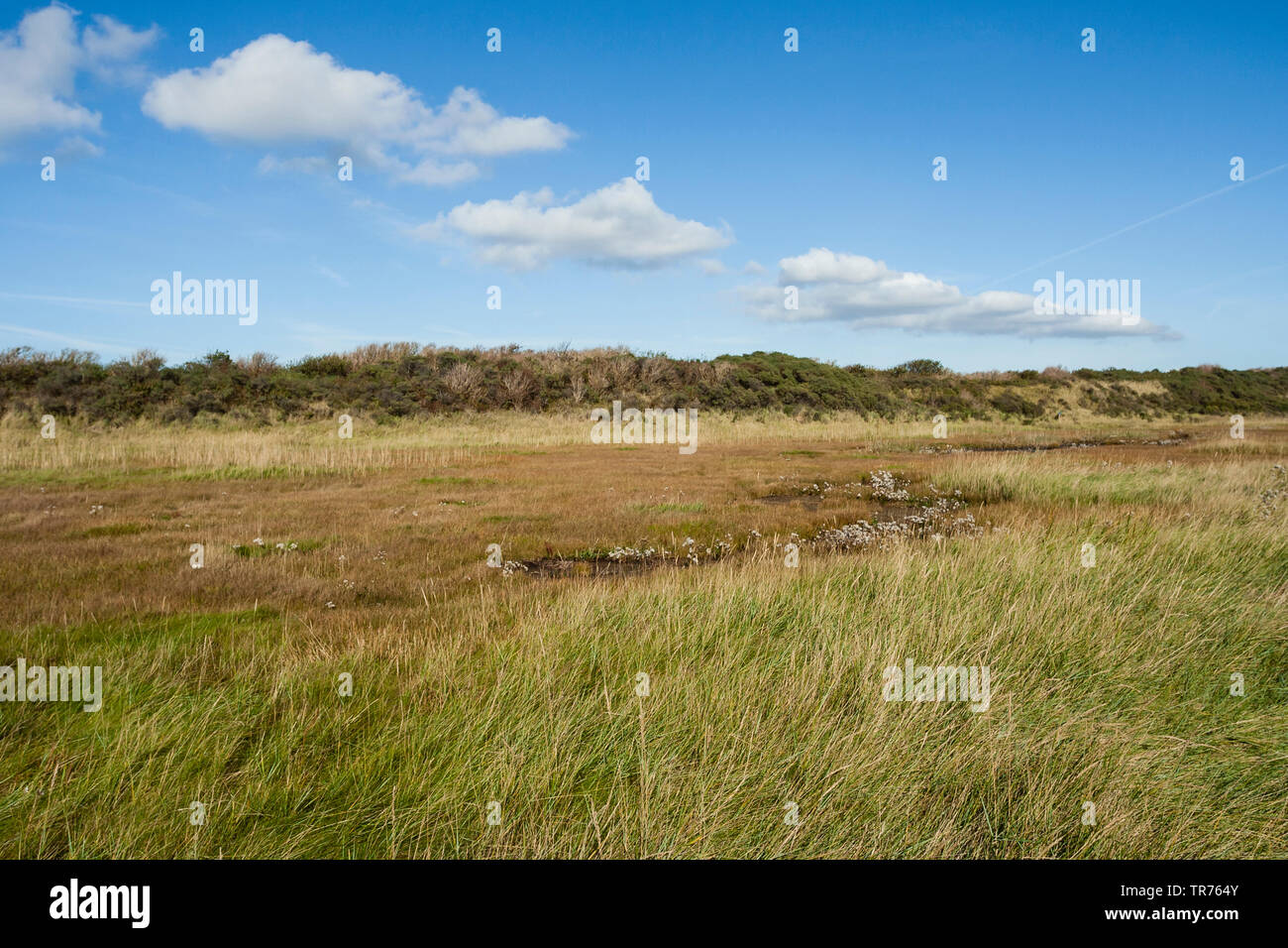 salt marsh in the dunes of Vlieland, Netherlands, Frisia, Vlieland ...