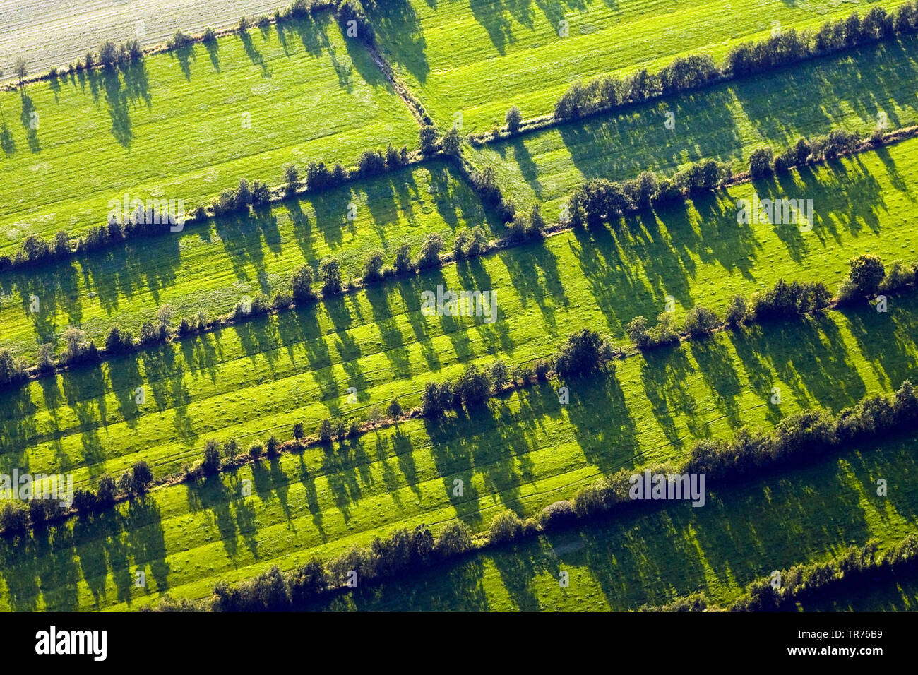 field landscape with hedges at the North Sea, aerial photo, Netherlands ...