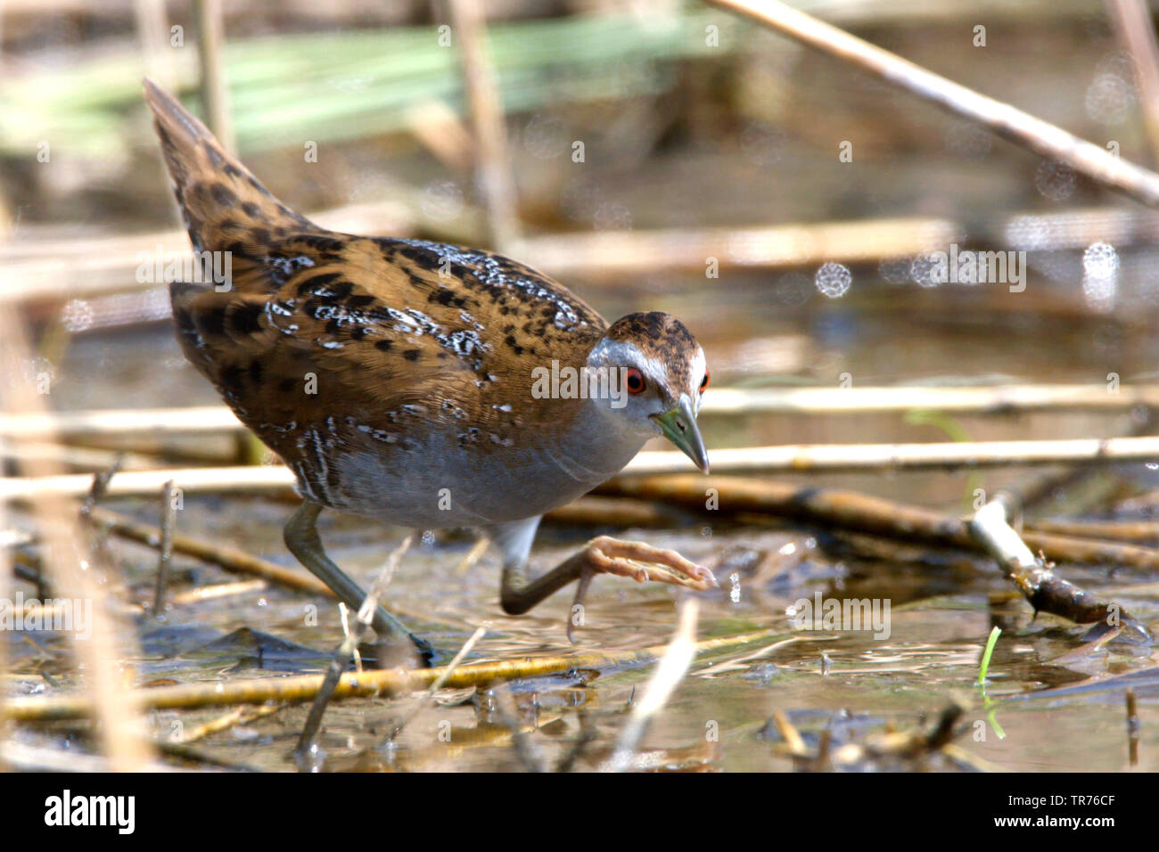 baillon's crake (Porzana pusilla), in water, China, Beidaihe Stock ...