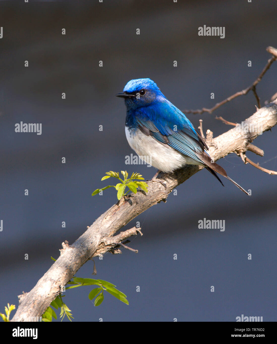 Blue flycatchers hi-res stock photography and images - Alamy