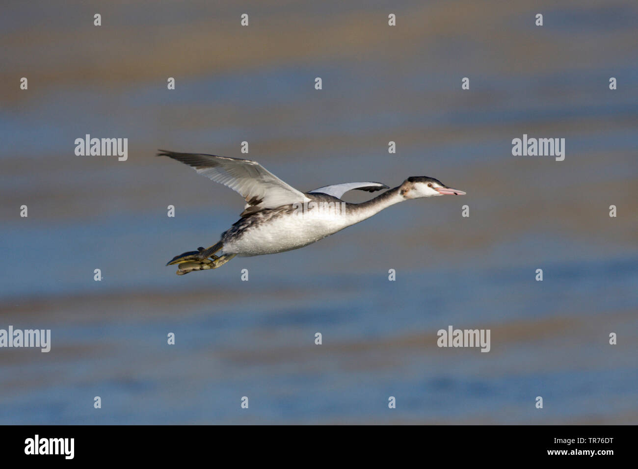 great crested grebe (Podiceps cristatus), flying over water ...