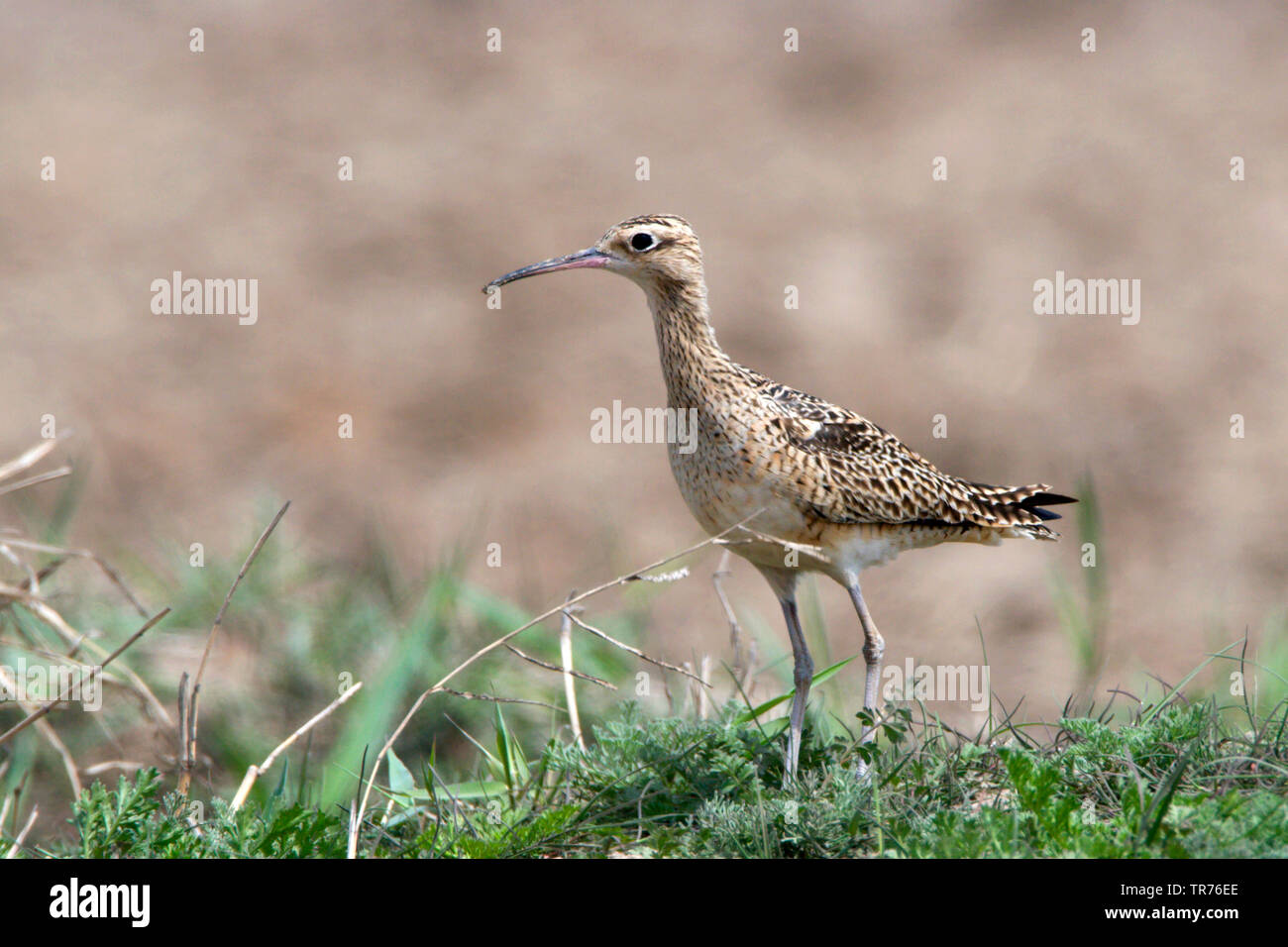 little curlew (Numenius minutus), standing on the ground, China ...