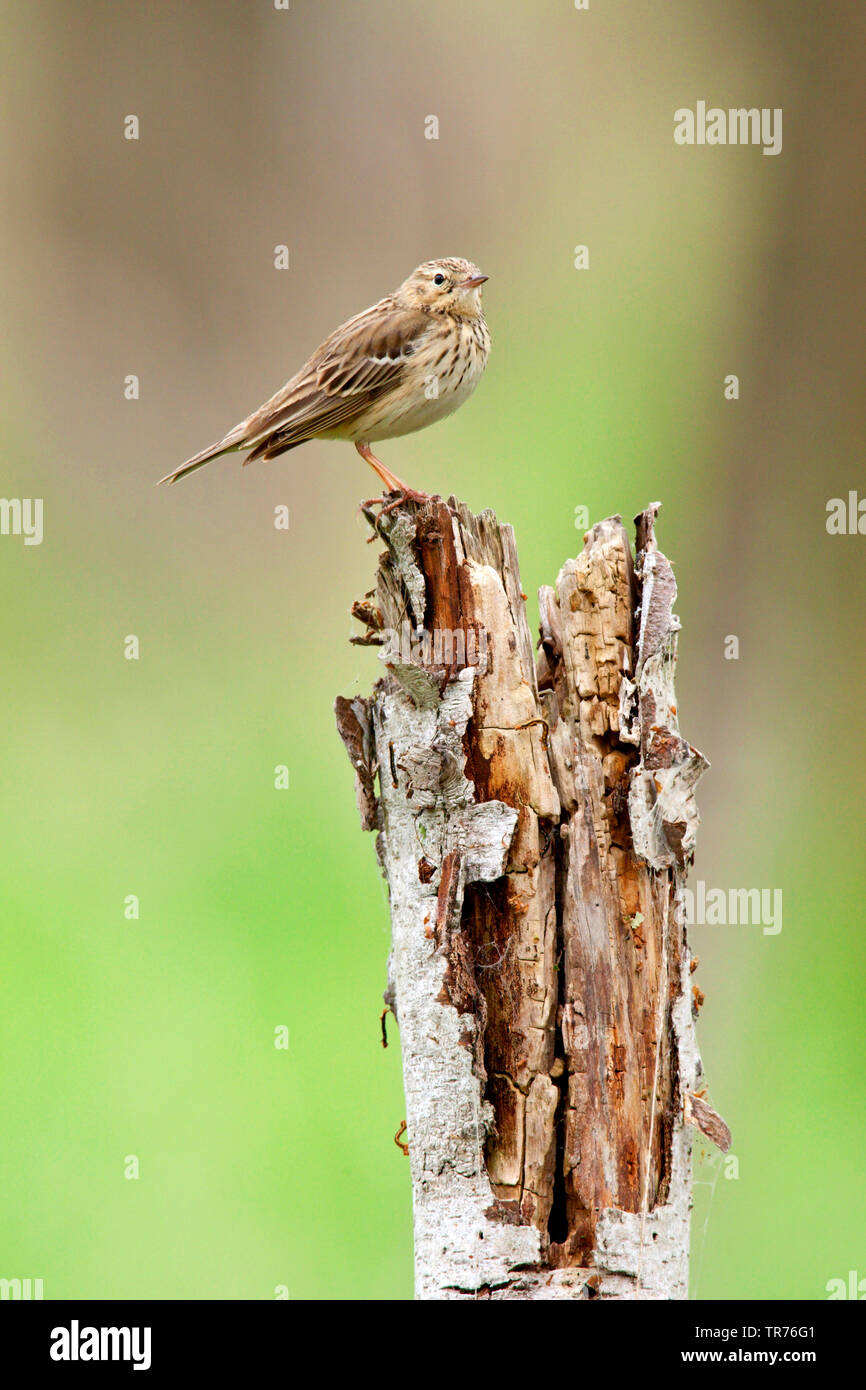 Tree pitpit hi-res stock photography and images - Alamy