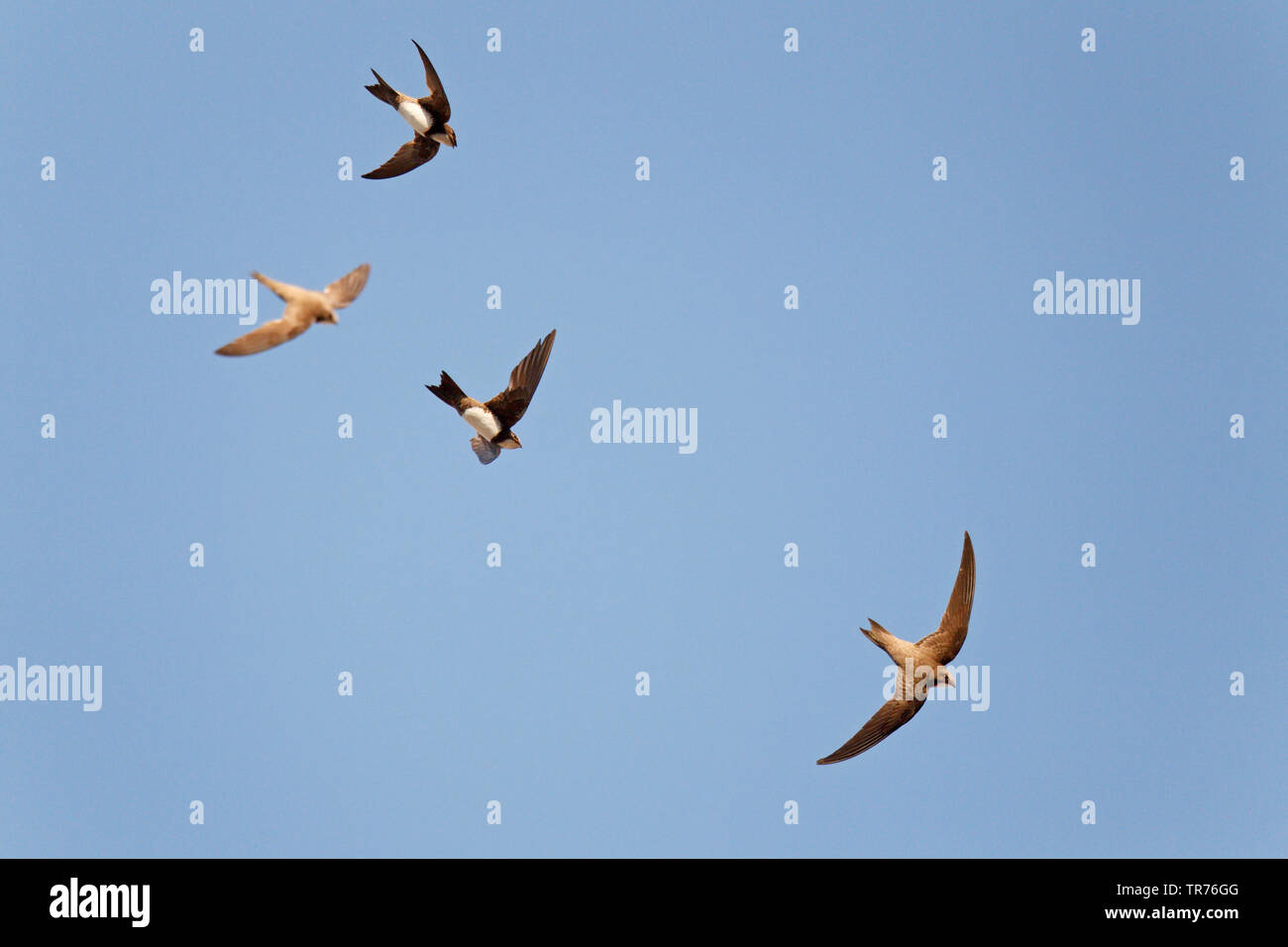Alpine swift (Apus melba, Tachymarptis melba), flying group, Germany ...