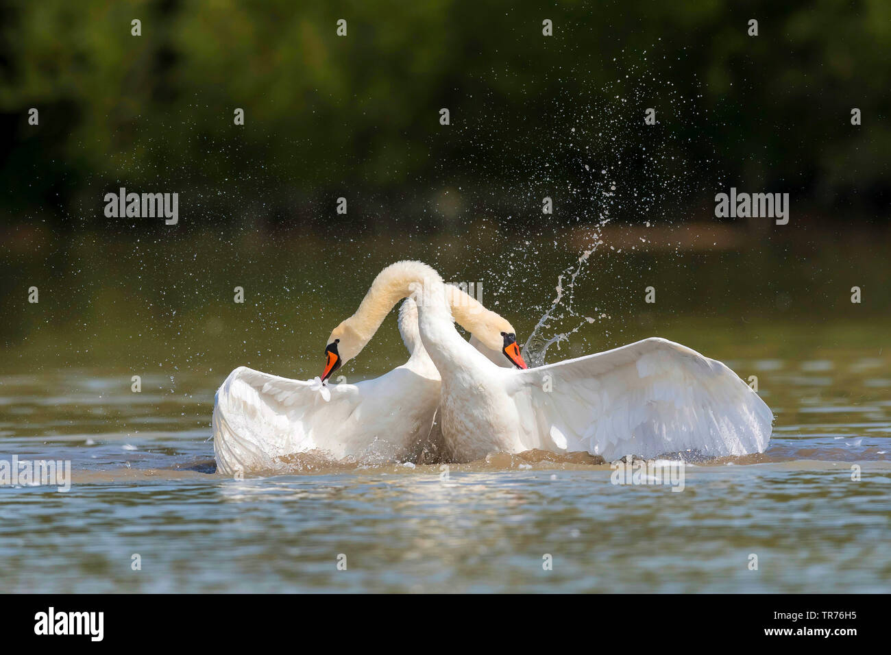 Swan fighting hi-res stock photography and images - Alamy