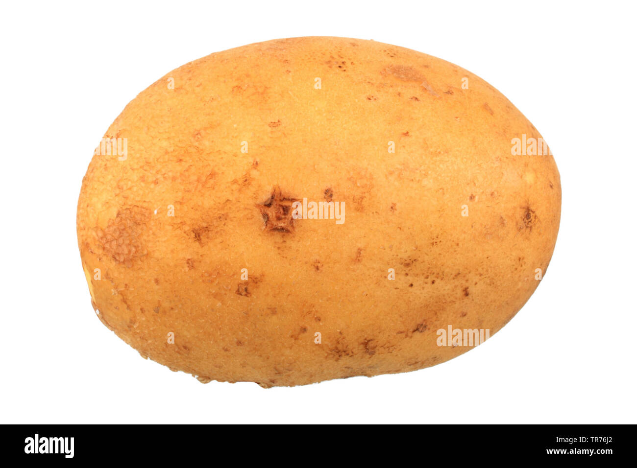 potato (Solanum tuberosum 'Agria', Solanum tuberosum Agria), cultivar ...
