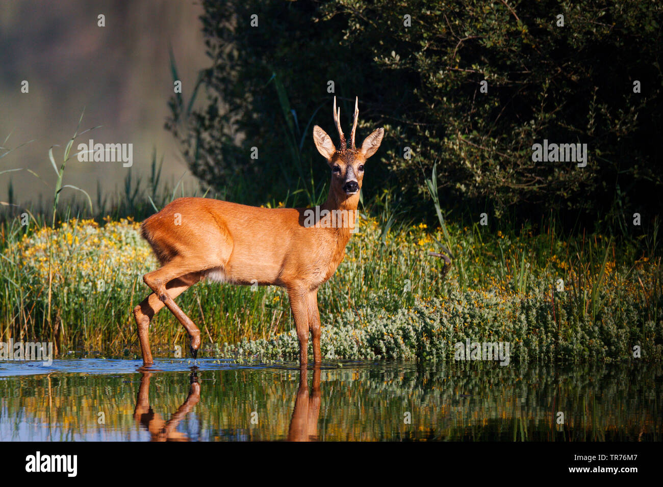 roe deer (Capreolus capreolus), male roe deer walking, stepping through ...