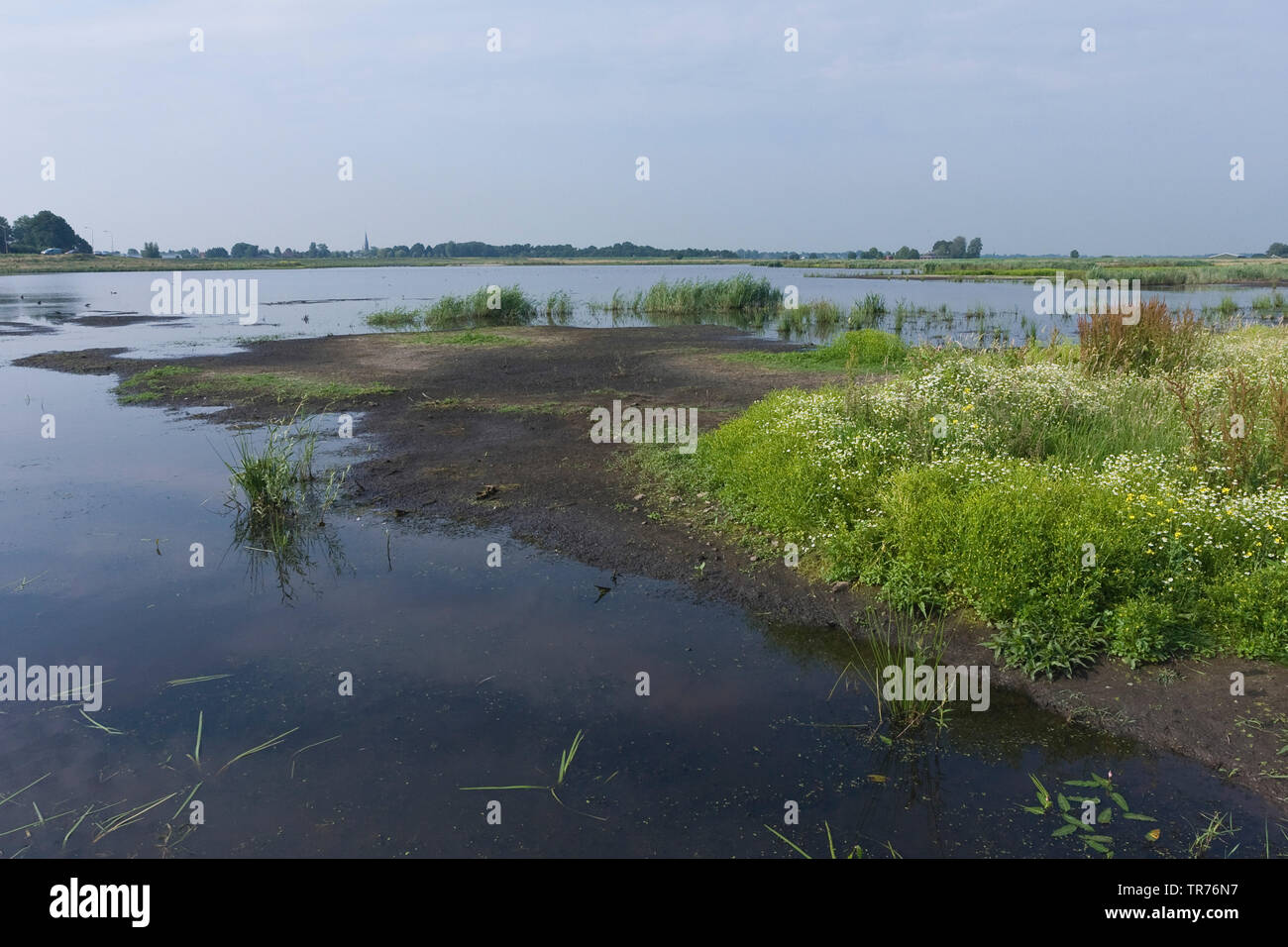 lake at Groene Jonker in summer, Netherlands, South Holland, Groene ...