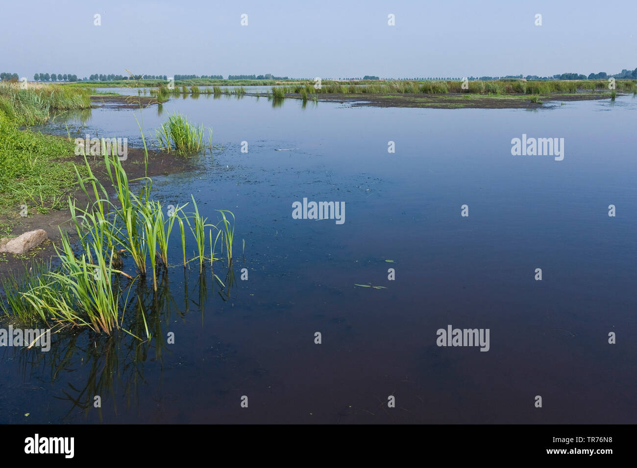 lake at Groene Jonker in morning light, Netherlands, South Holland ...
