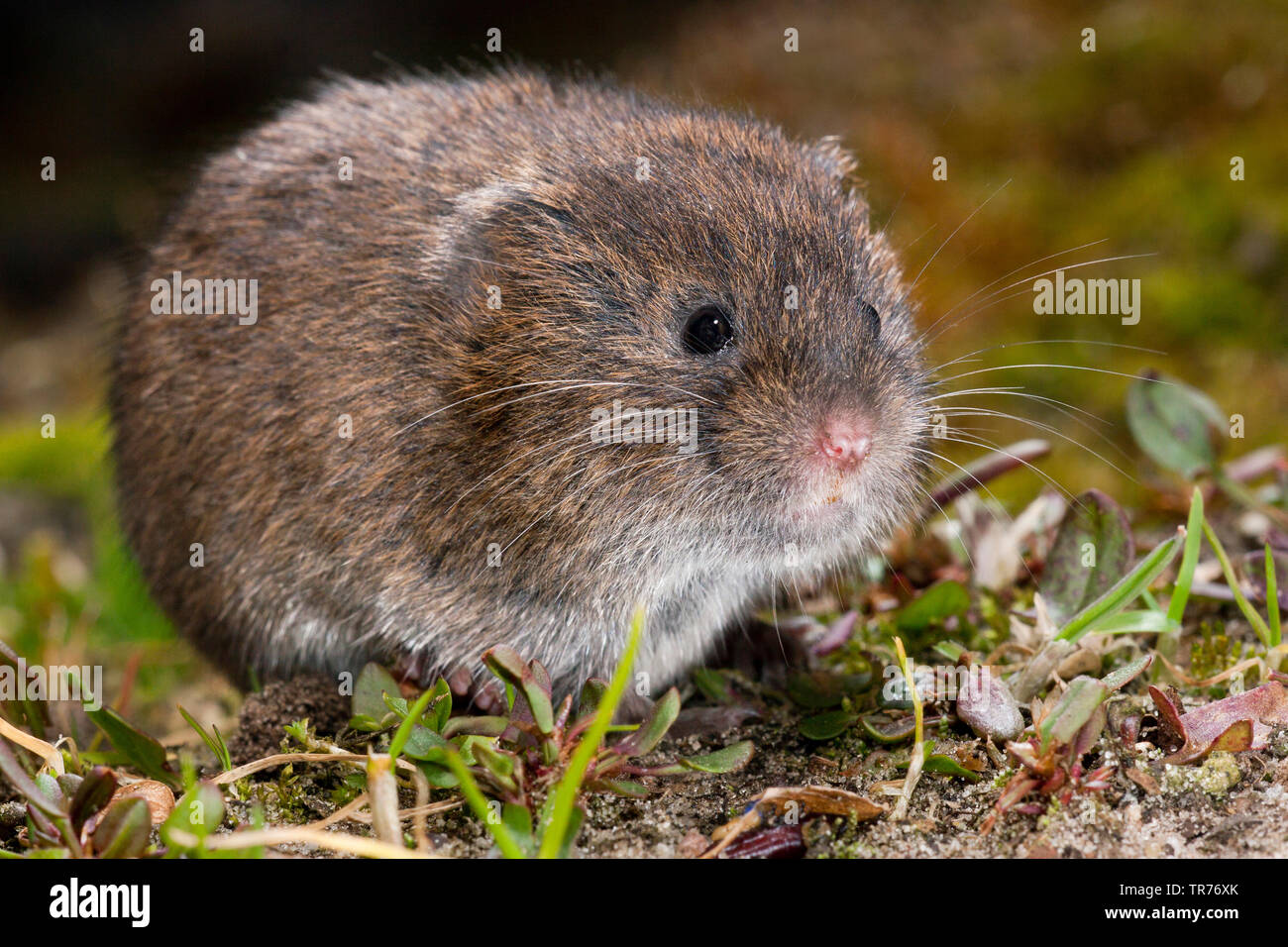 field vole, short-tailed vole (Microtus agrestis), eating on the forest ...