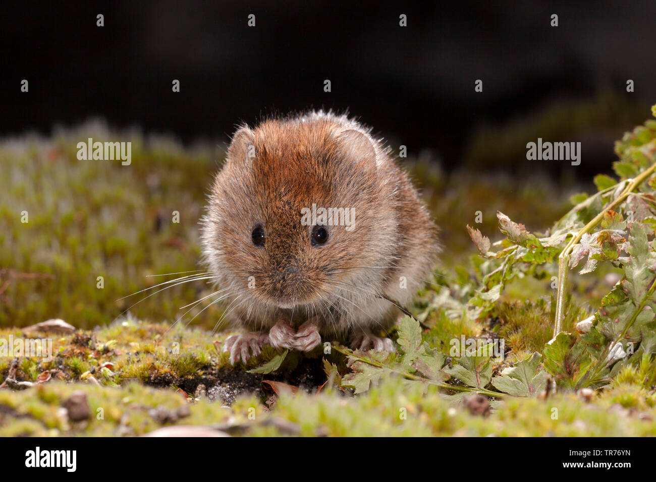 bank vole (Clethrionomys glareolus, Myodes glareolus), eating ...