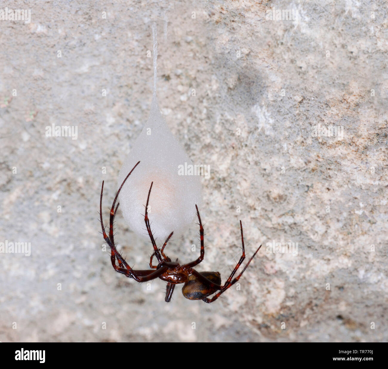 European cave spider, Orbweaving cave spider, Cave orbweaver, Cave ...