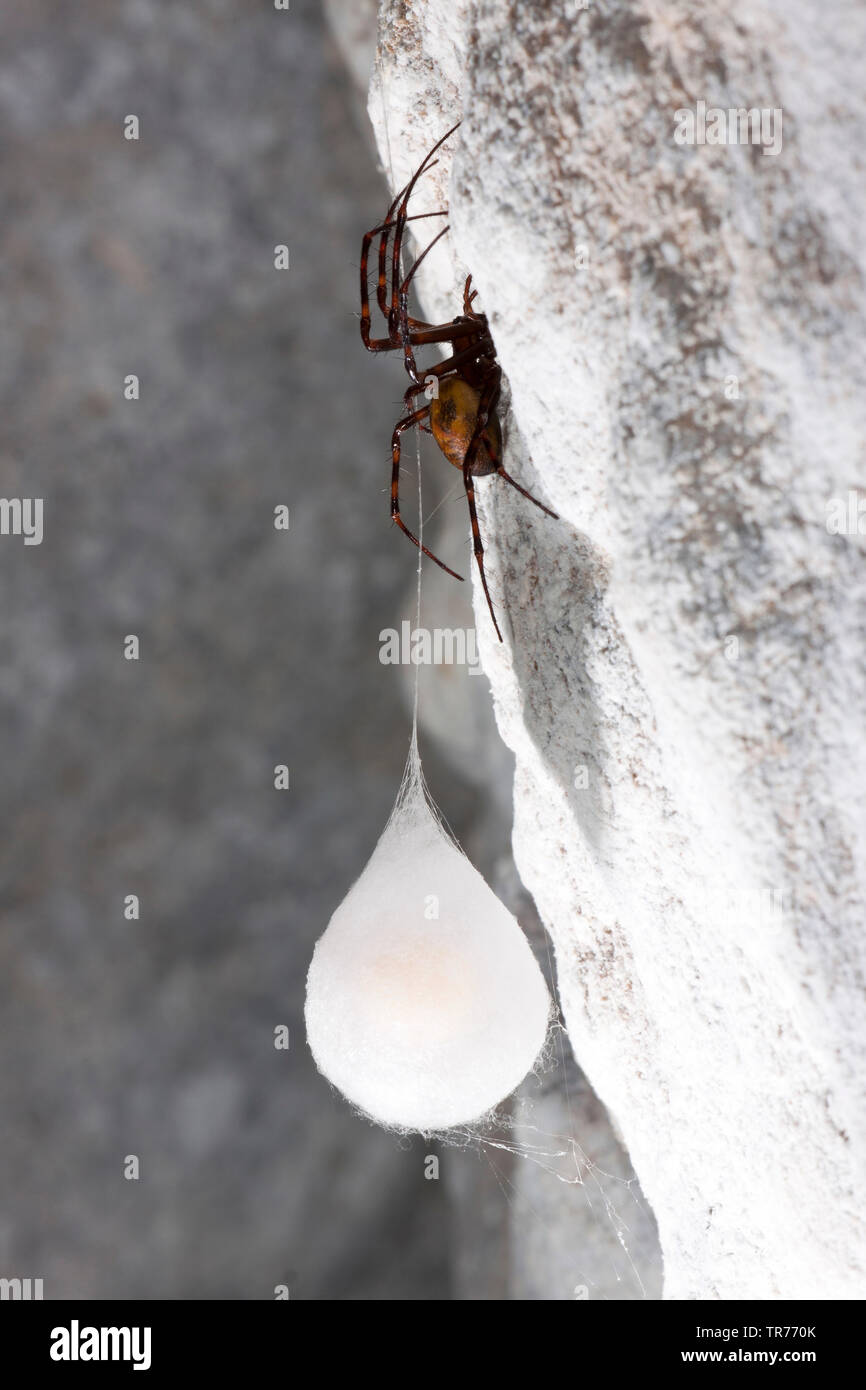 European cave spider, Orbweaving cave spider, Cave orbweaver, Cave ...