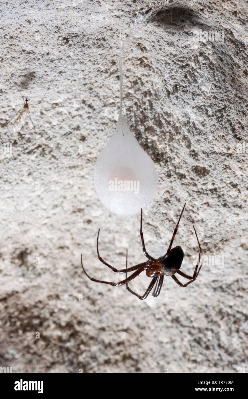 European cave spider, Orbweaving cave spider, Cave orbweaver, Cave ...