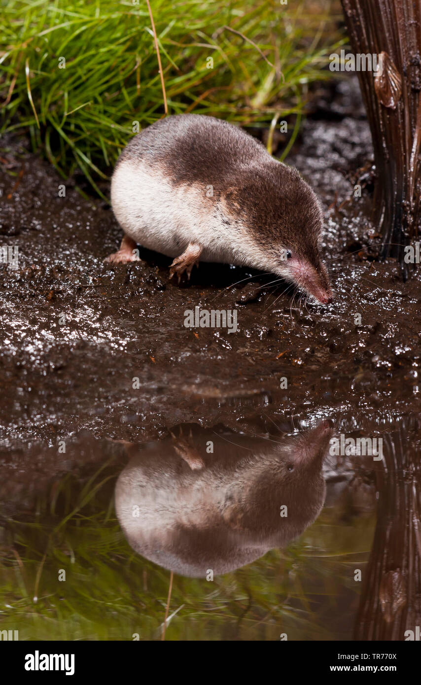 Water Shrew