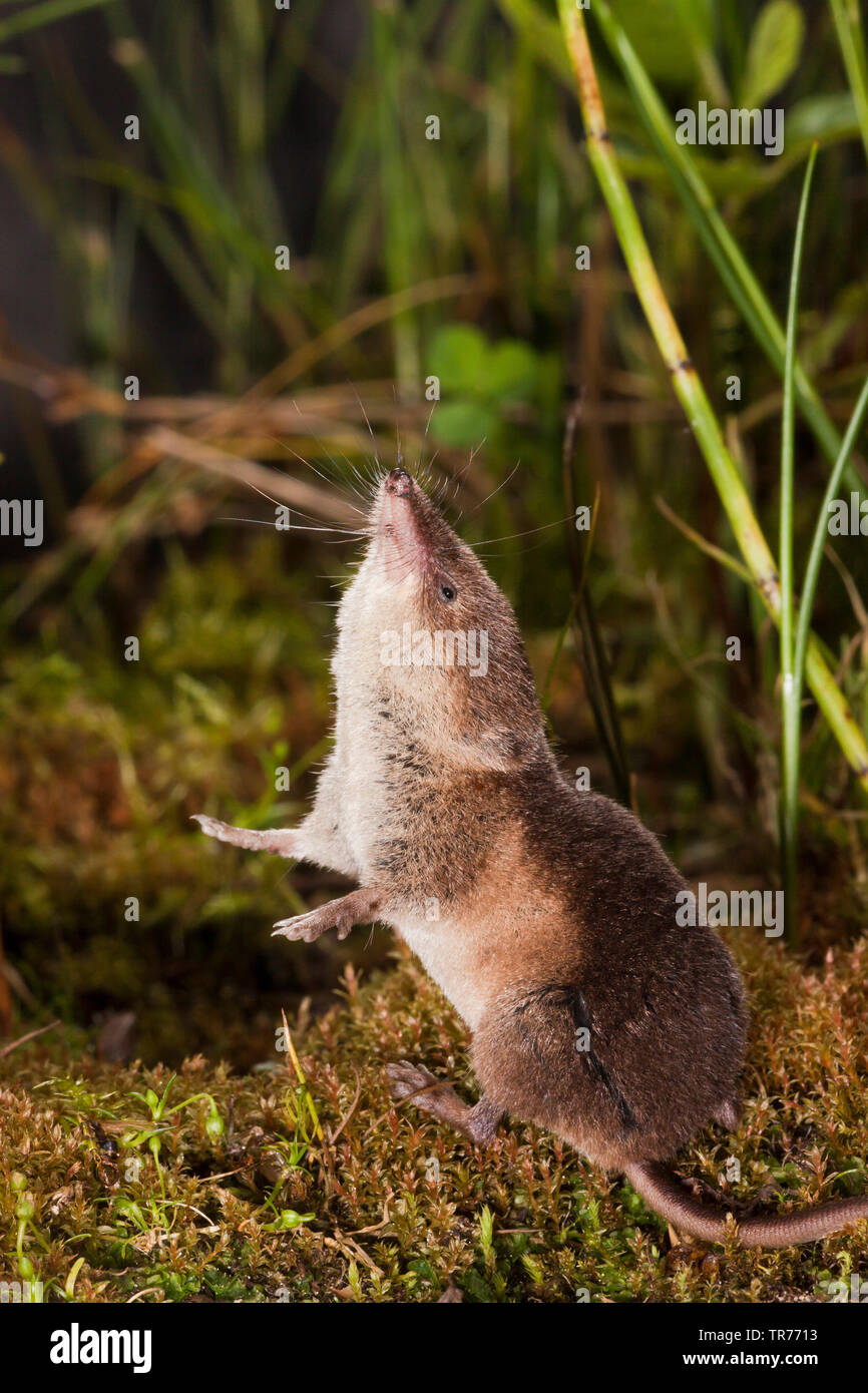 common shrew, Eurasian common shrew (Sorex araneus), erect, sniffing ...