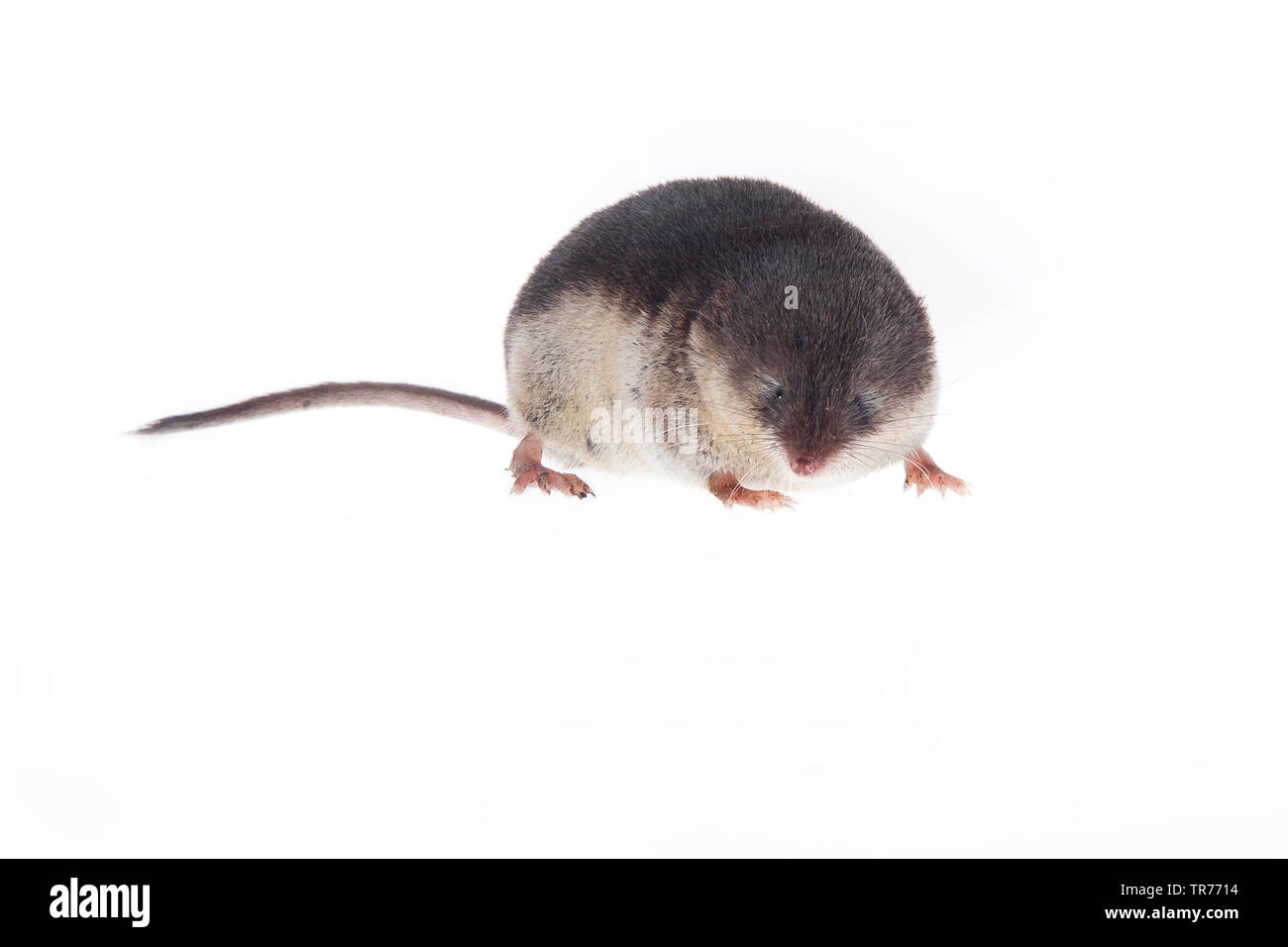 common shrew, Eurasian common shrew (Sorex araneus), cutout ...