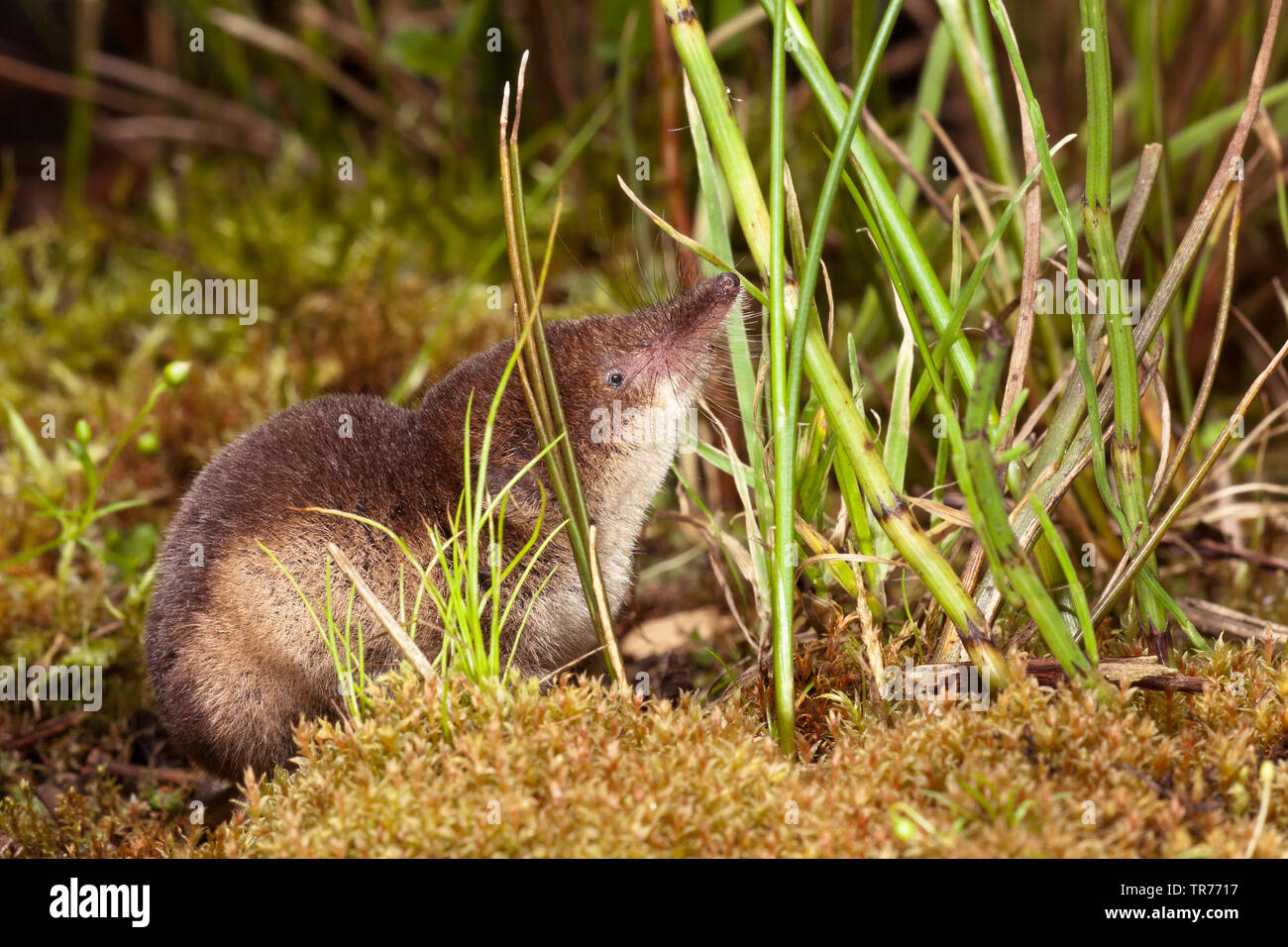 common shrew, Eurasian common shrew (Sorex araneus), Netherlands Stock ...