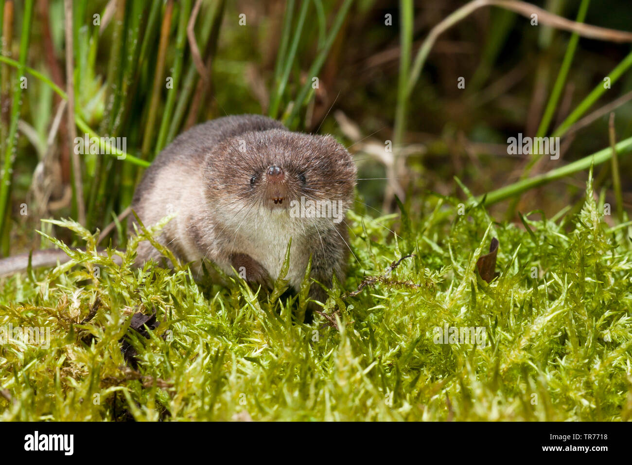 common shrew, Eurasian common shrew (Sorex araneus), front view ...