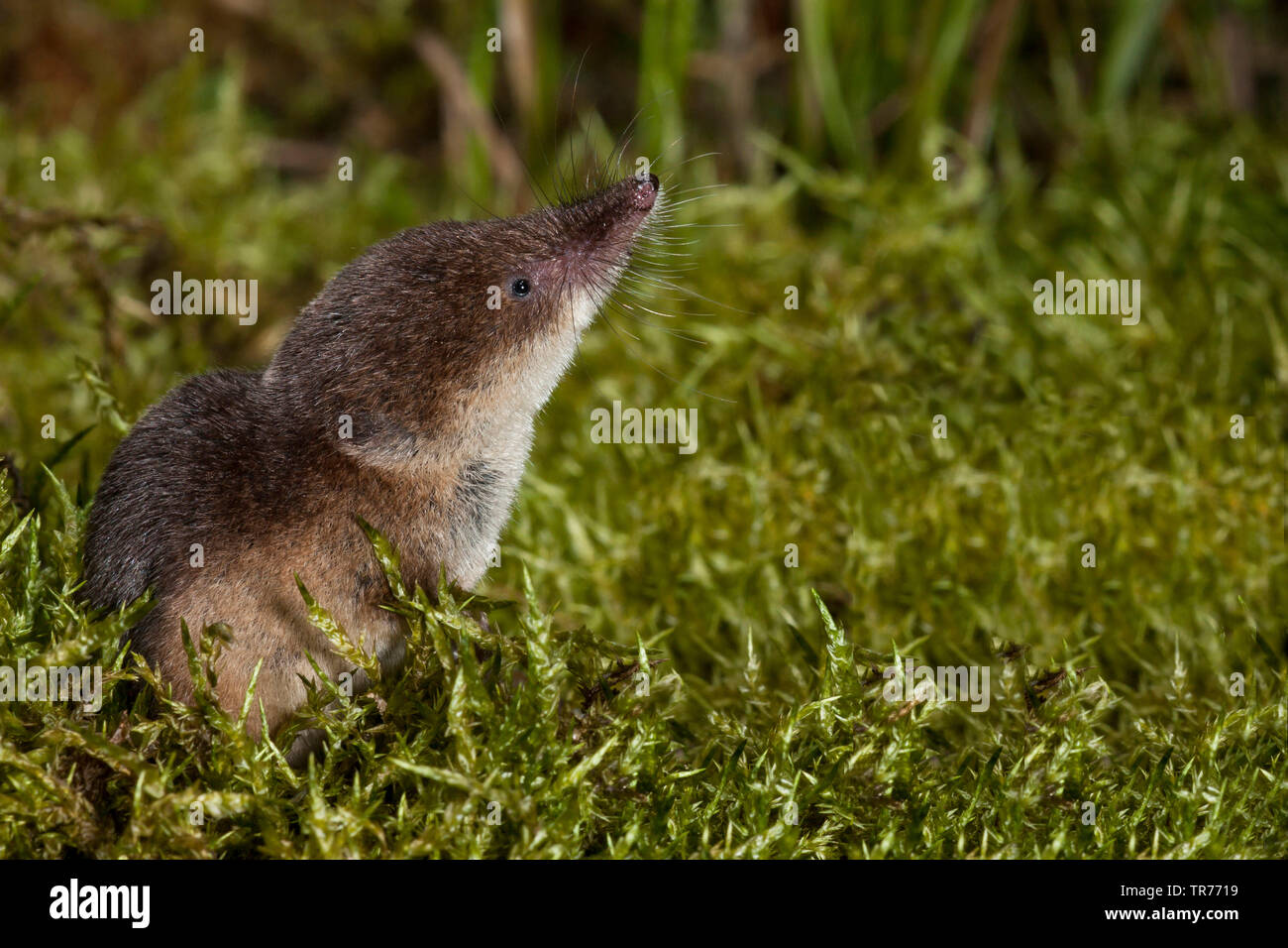 common shrew, Eurasian common shrew (Sorex araneus), on moss ...