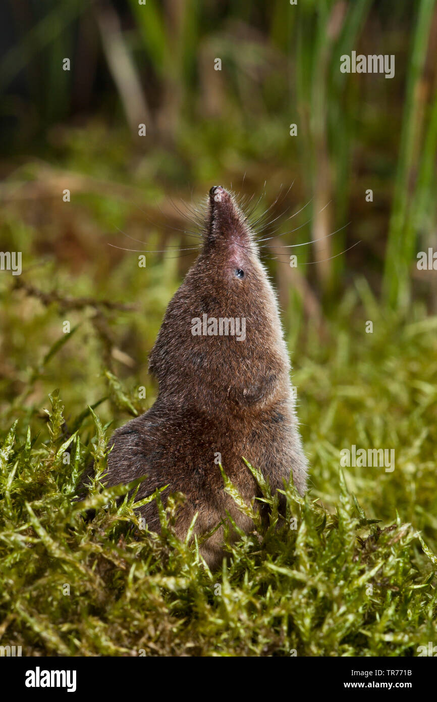 common shrew, Eurasian common shrew (Sorex araneus), on moss ...