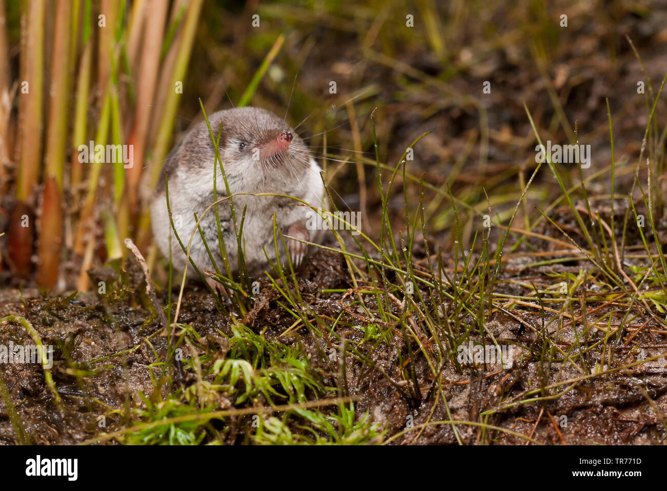common shrew, Eurasian common shrew (Sorex araneus), on the ground ...
