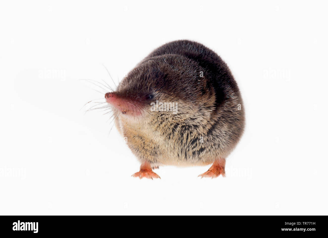 common shrew, Eurasian common shrew (Sorex araneus), cutout ...