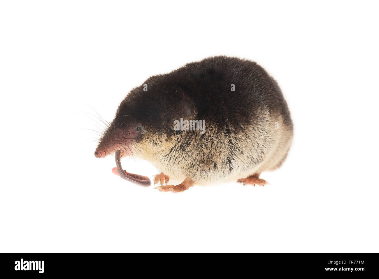 common shrew, Eurasian common shrew (Sorex araneus), cutout ...