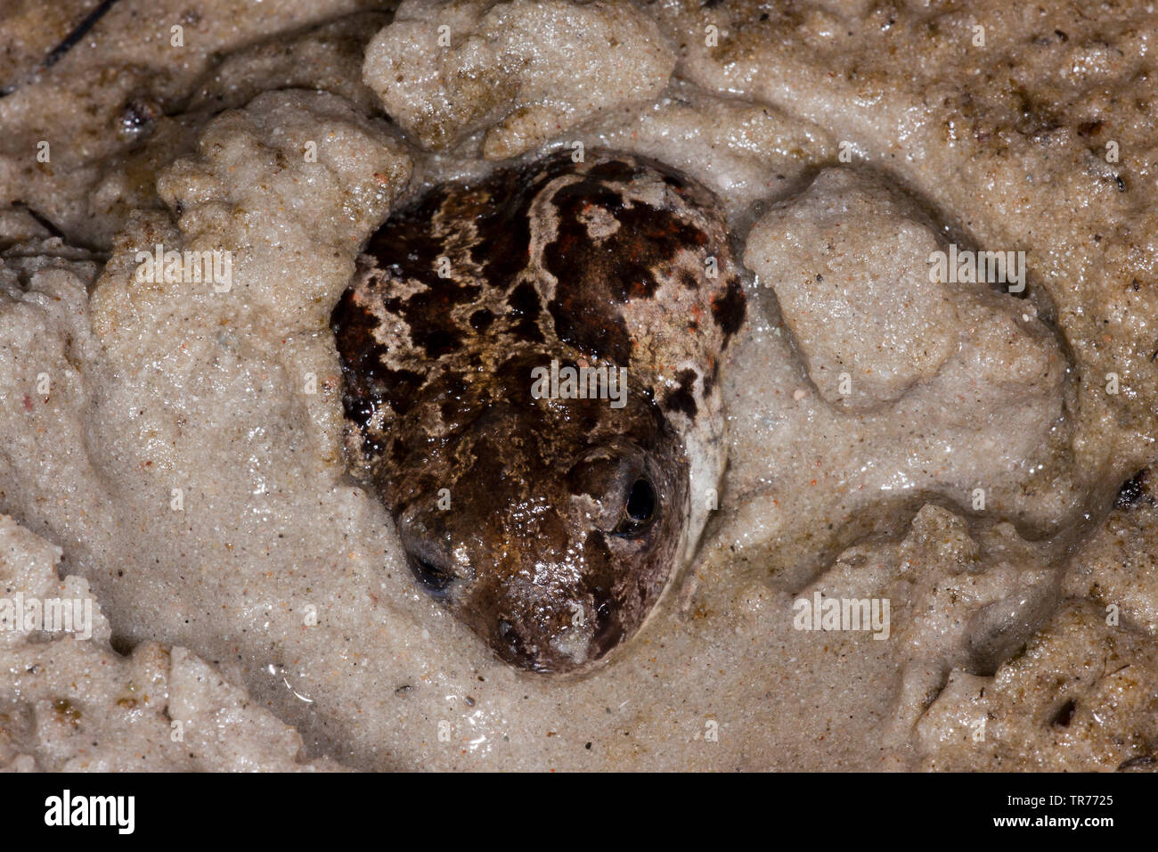 common spadefoot, garlic toad (Pelobates fuscus), sitting buried in the ...