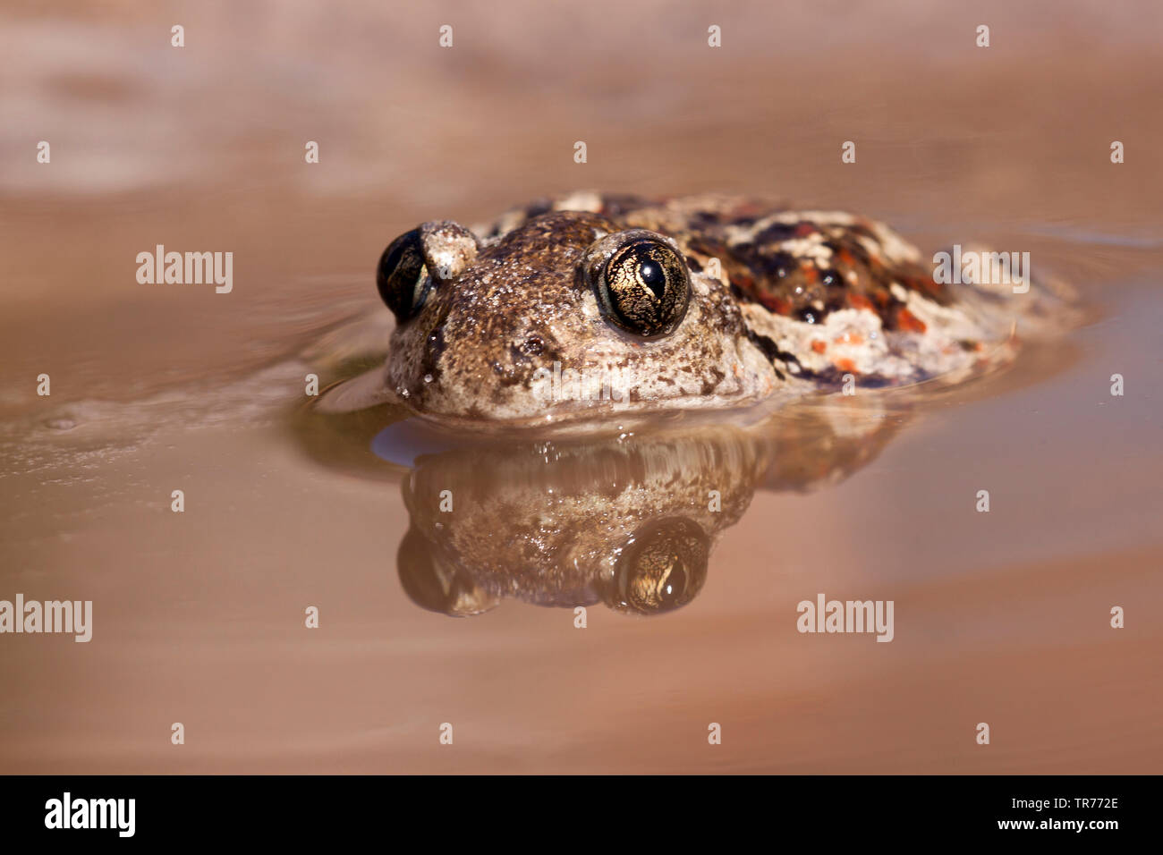 common spadefoot, garlic toad (Pelobates fuscus), in shallow water ...