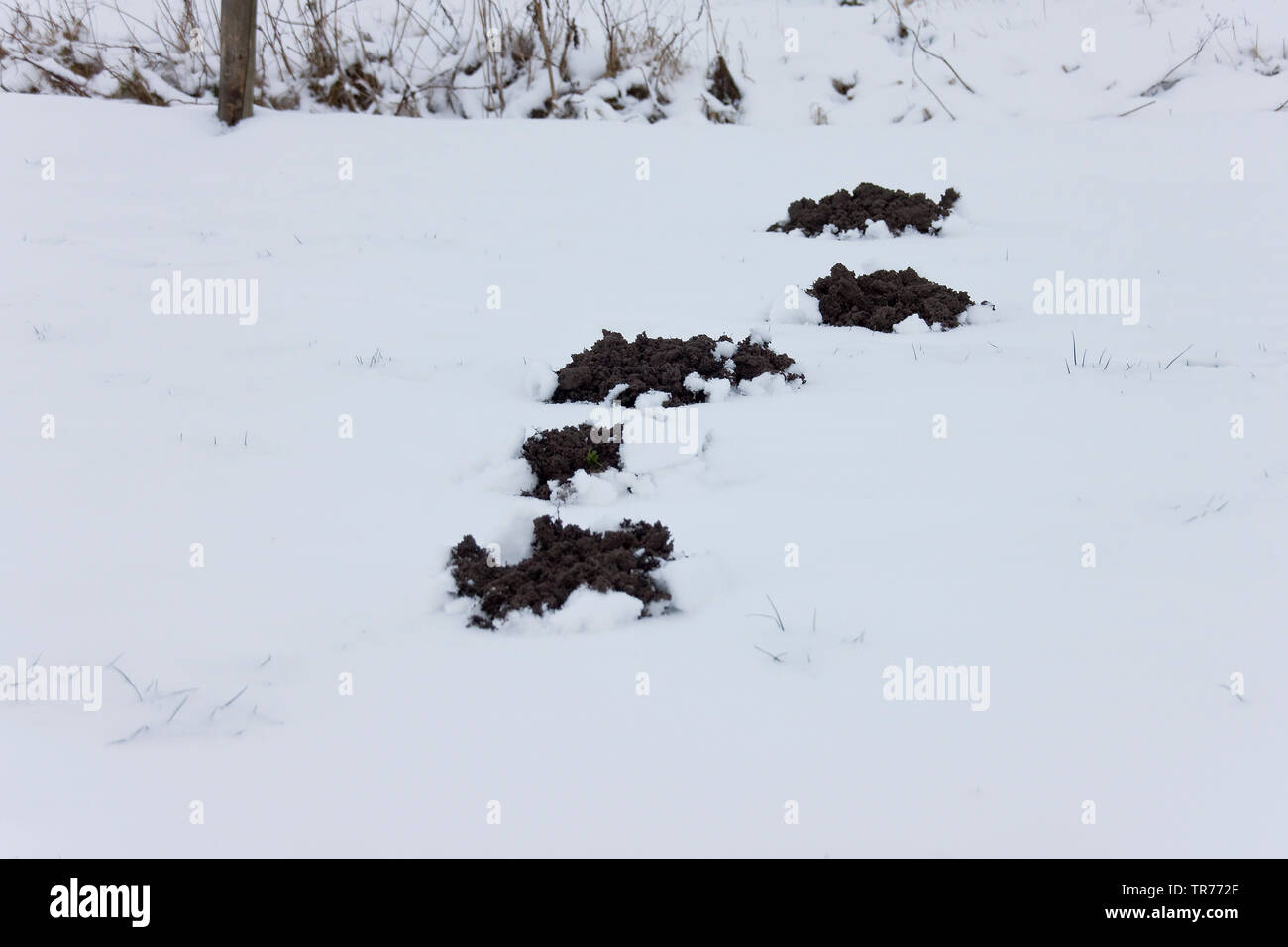 European mole, Common mole, Northern mole (Talpa europaea), molehill im ...