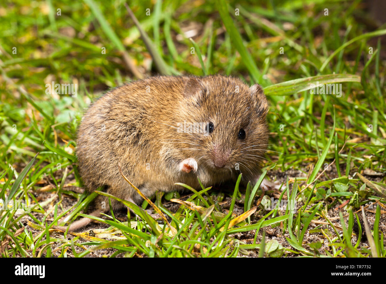common vole (Microtus arvalis), sits in a meadow and eating ...