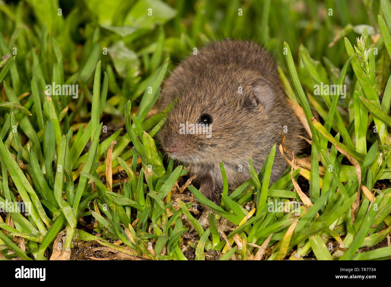 common vole (Microtus arvalis), in a meadow, Netherlands Stock Photo ...