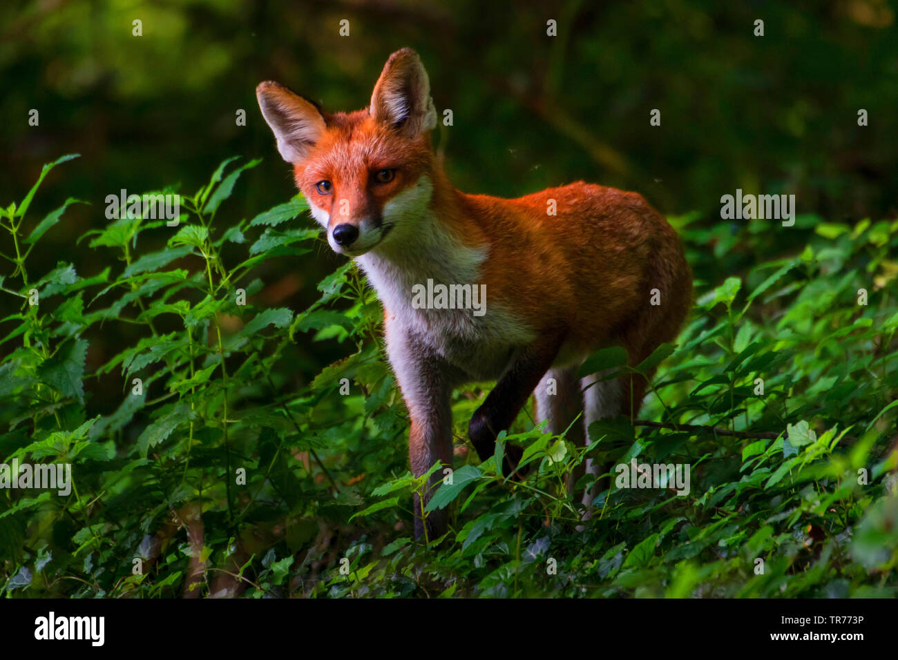 red fox (Vulpes vulpes), foraging in a forest, Switzerland, Sankt Gallen Stock Photo - Alamy