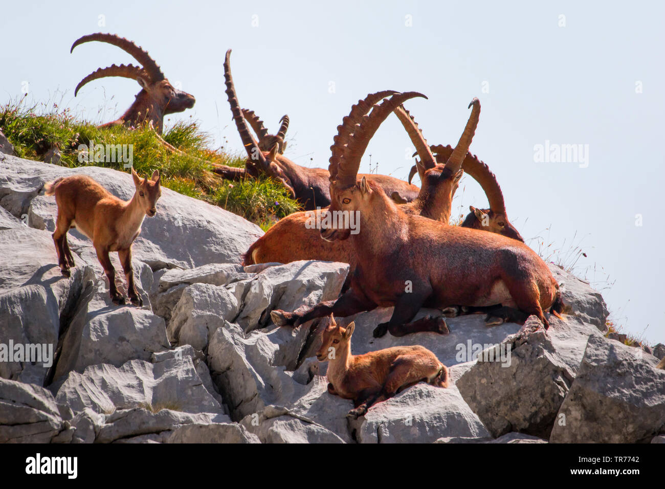 Alpine ibex (Capra ibex, Capra ibex ibex), group sunbathing on rock ...