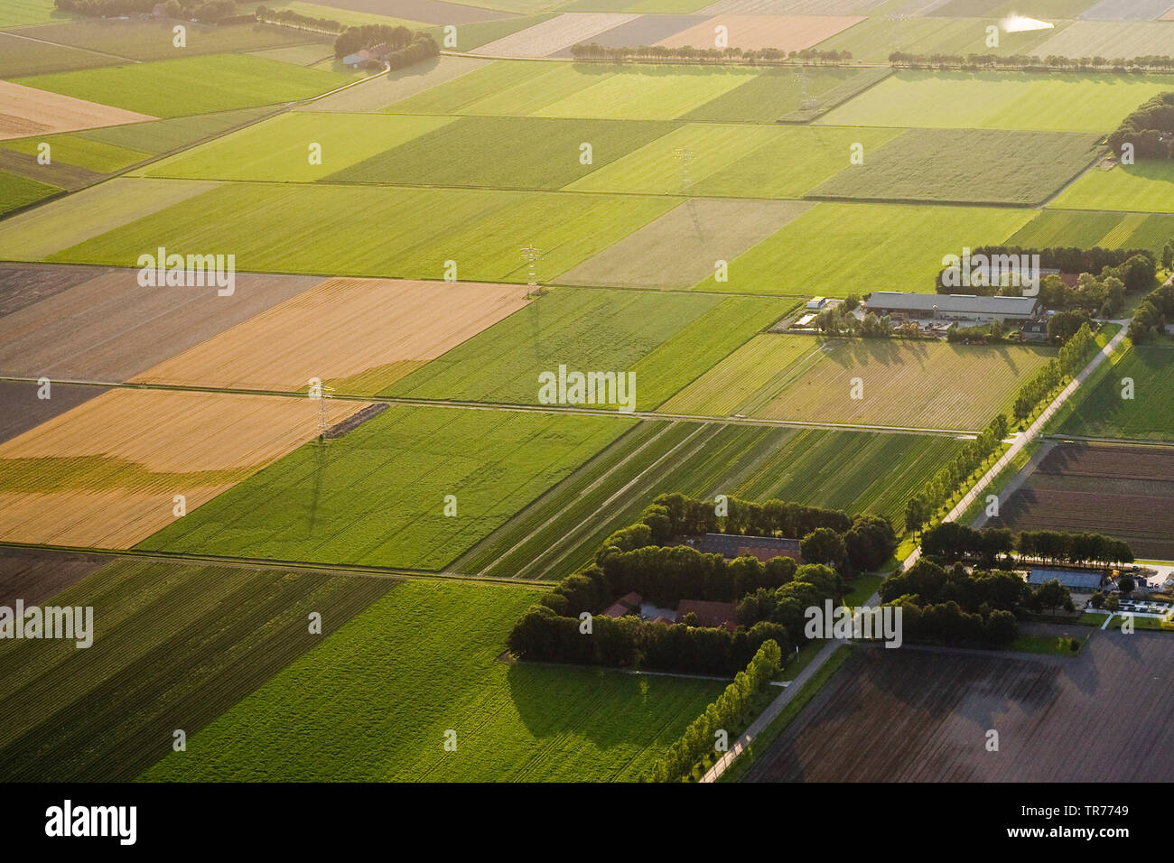field landscape with farmhouses, aerial view, Netherlands, Northern ...