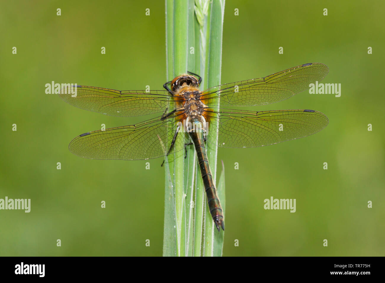 downy emerald (Cordulia aenea), Netherlands Stock Photo - Alamy