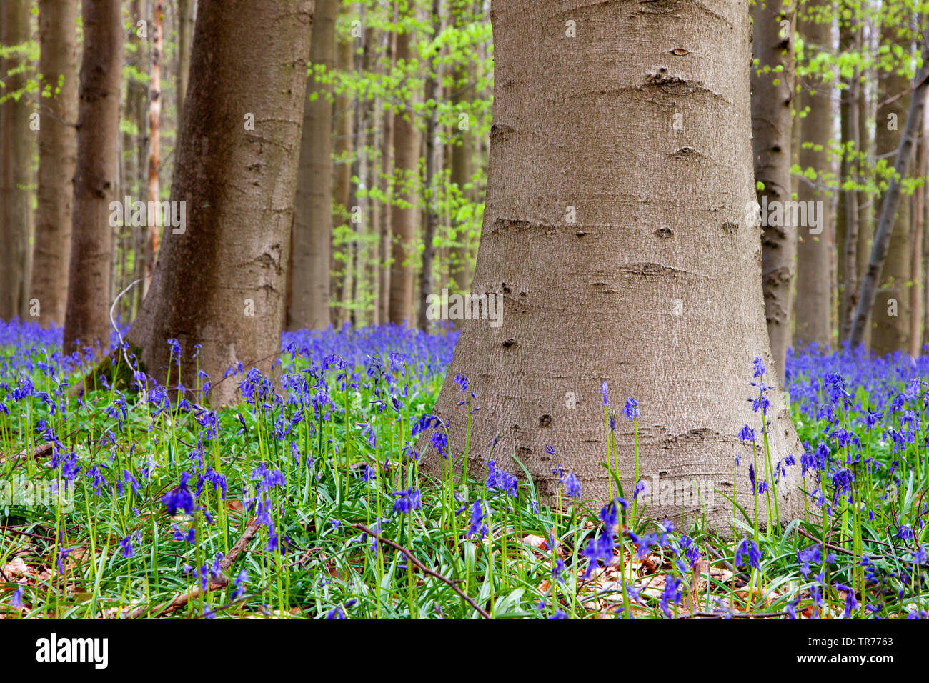 Atlantic bluebell (Hyacinthoides non-scripta, Endymion non-scriptus ...