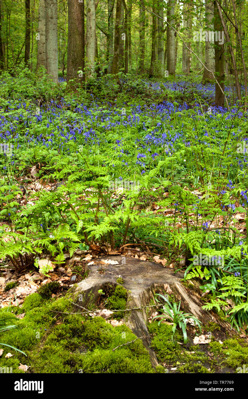 Atlantic bluebell (Hyacinthoides non-scripta, Endymion non-scriptus ...