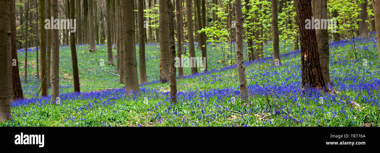 Atlantic bluebell (Hyacinthoides non-scripta, Endymion non-scriptus ...