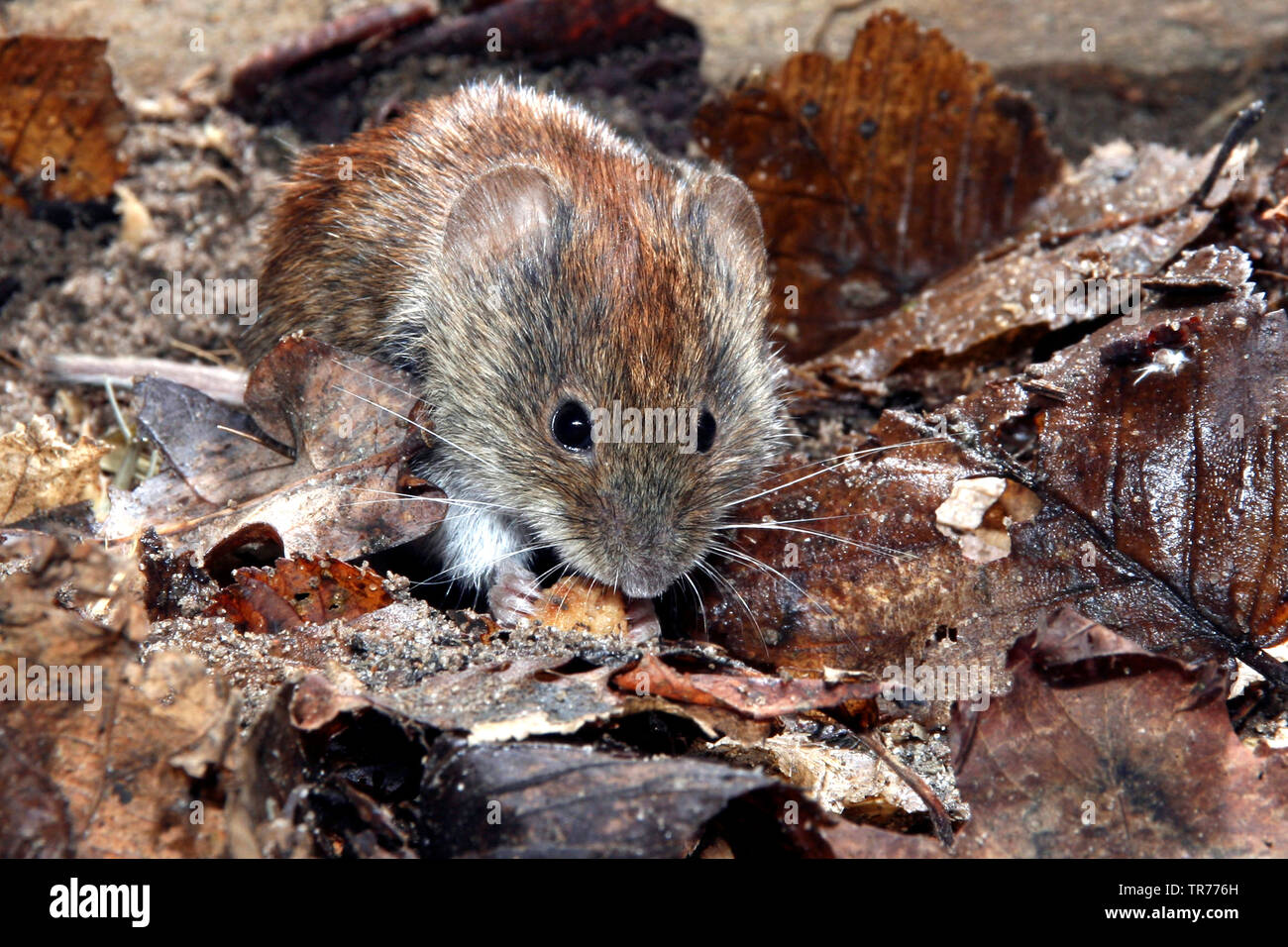 field vole, short-tailed vole (Microtus agrestis), on the forest floor ...