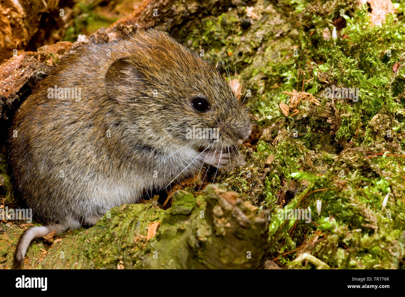 Short tailed vole hi-res stock photography and images - Alamy