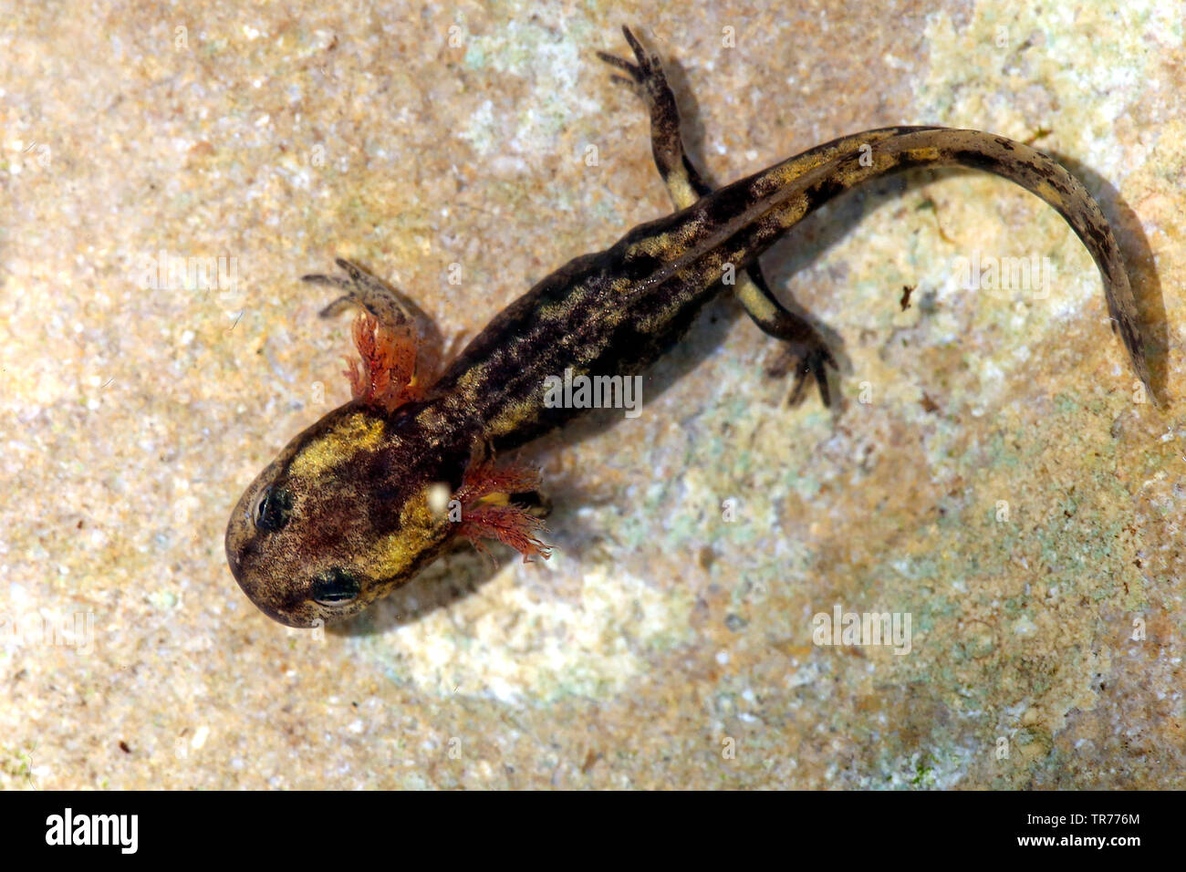 European fire salamander (Salamandra salamandra), juvenile, France ...