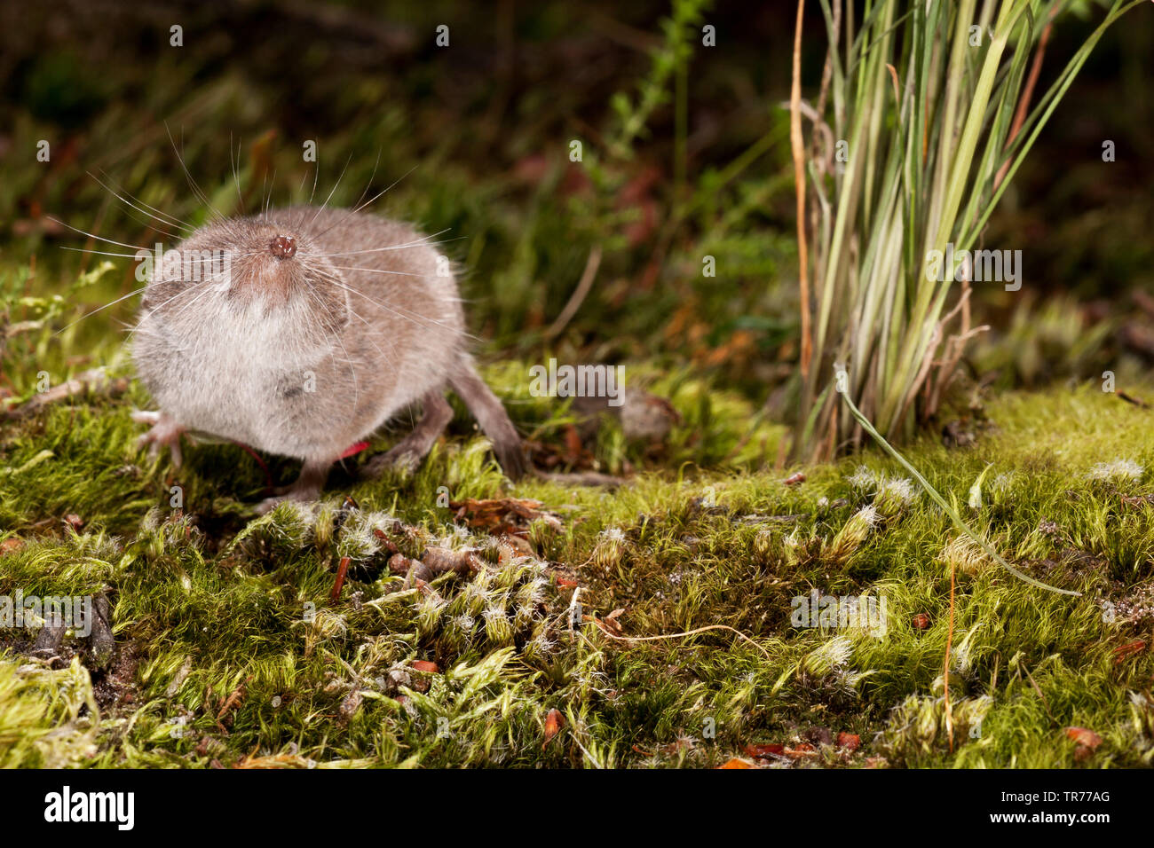 Greater white-toothed shrew (Crocidura russula), sits sniffing on a ...