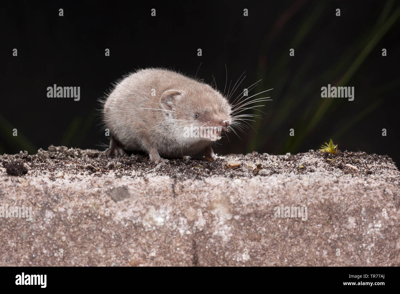 Angry animals hi-res stock photography and images - Alamy